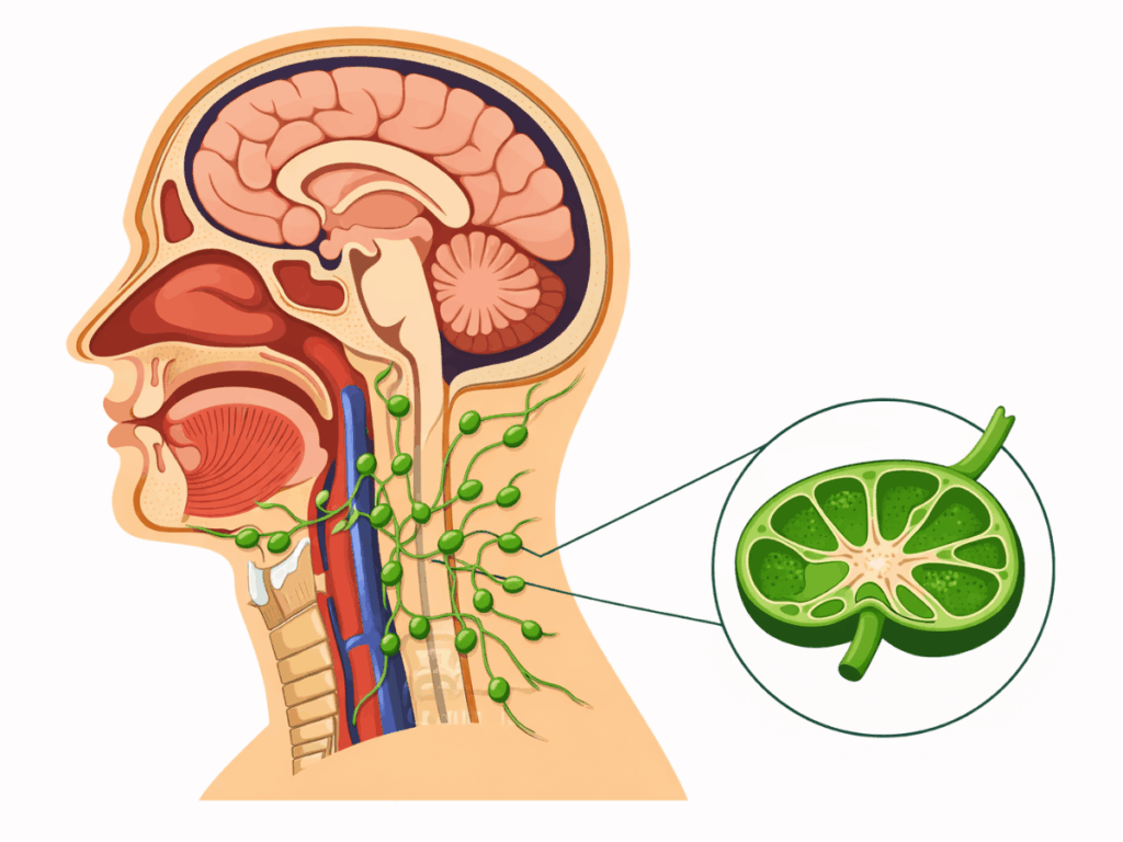 Can Gingivitis Cause Swollen Lymph Nodes? The Gum Infection Link ...